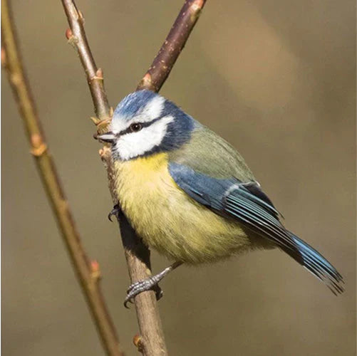 Bird – Rokers