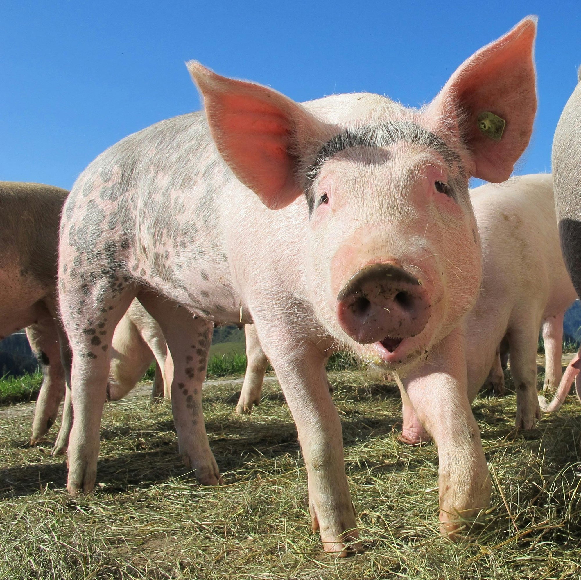 Animal Feed – Rokers